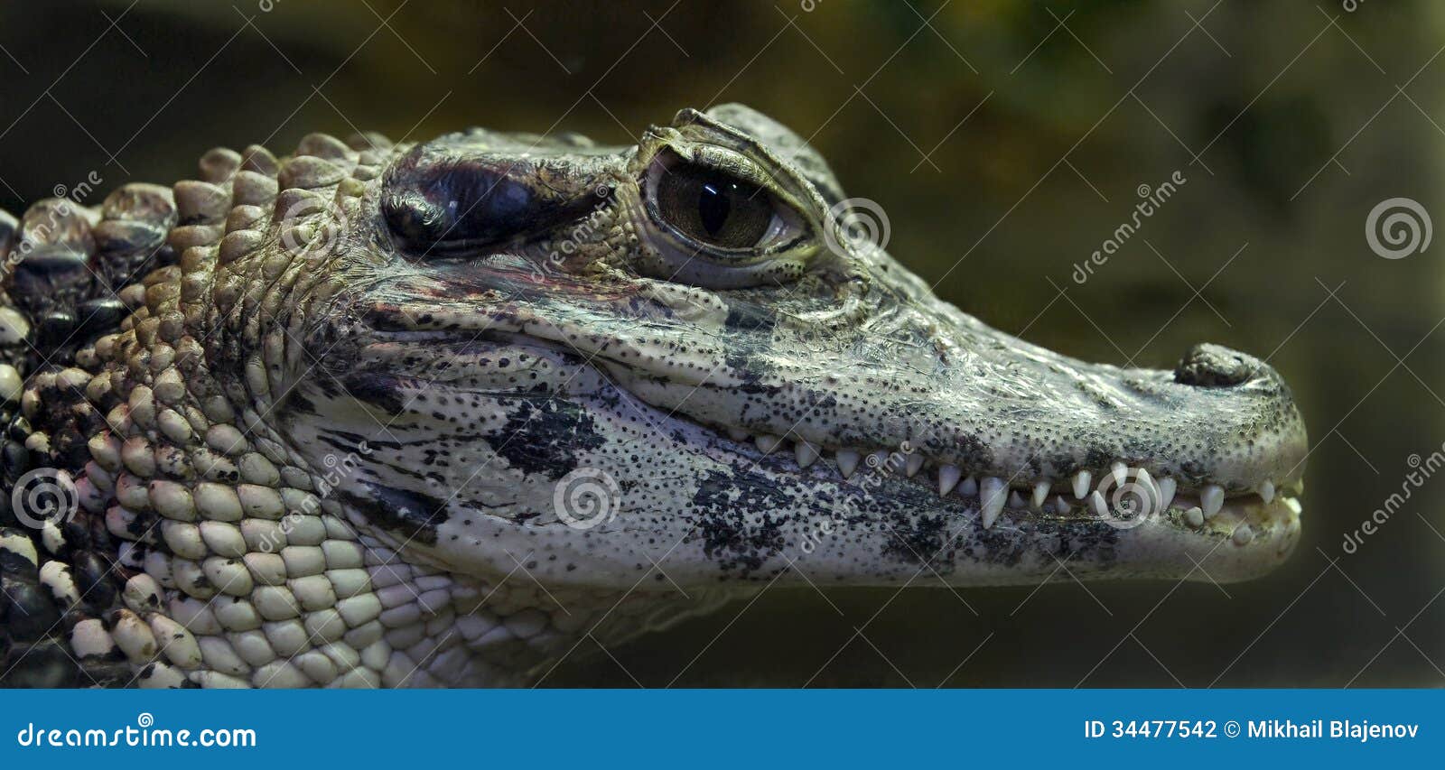 Chinese alligator 1 stock photo. Image of poikilothermic - 34477542