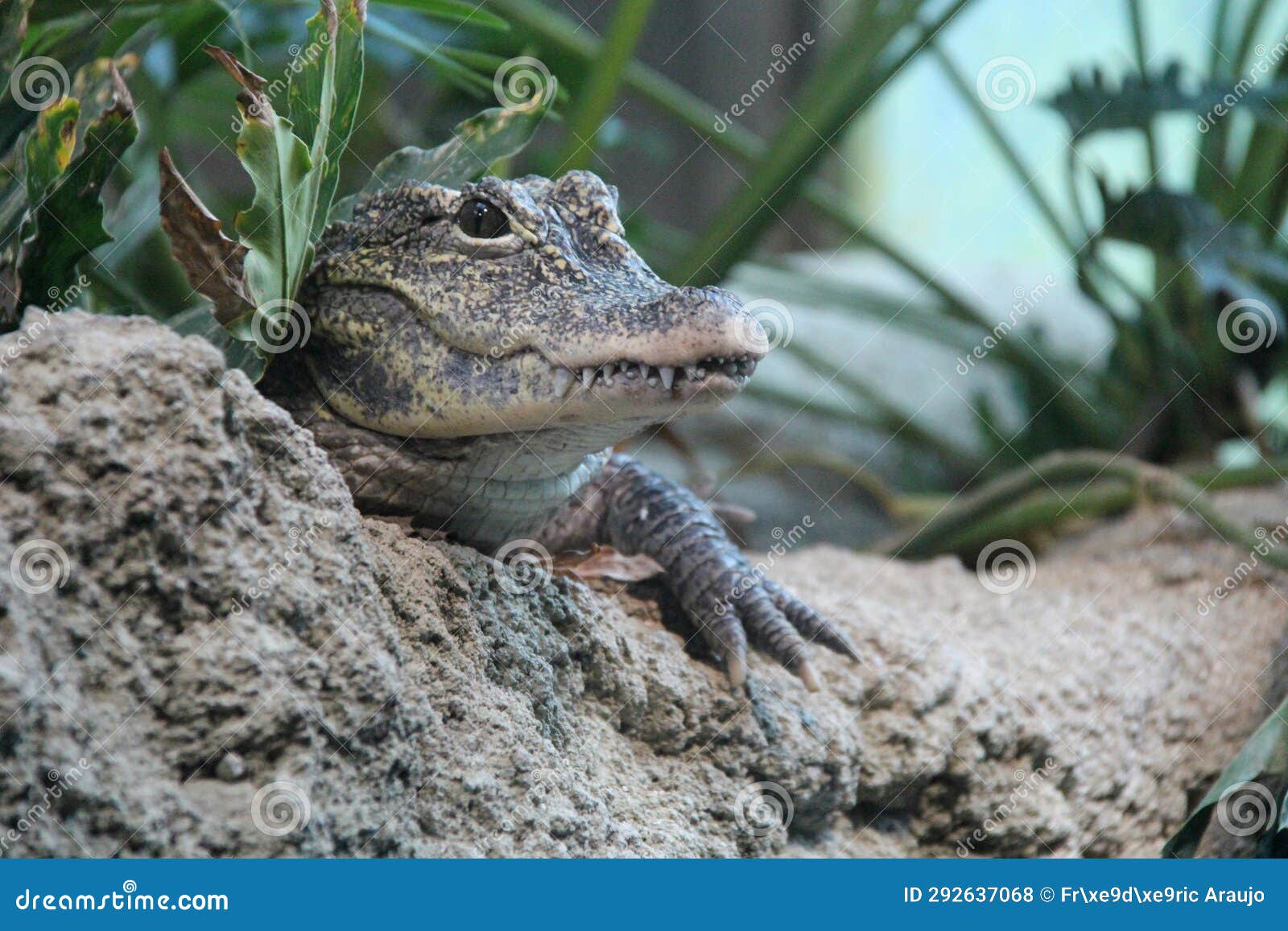 Chinese Alligator - Osaka - Japan Stock Photo - Image of wildlife ...