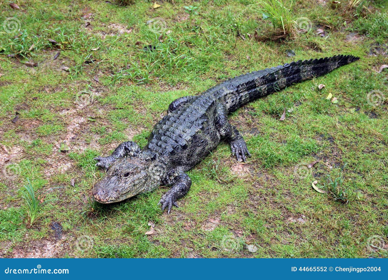 The Chinese Alligator Alligator Sinensis Royalty-Free Stock Photography ...
