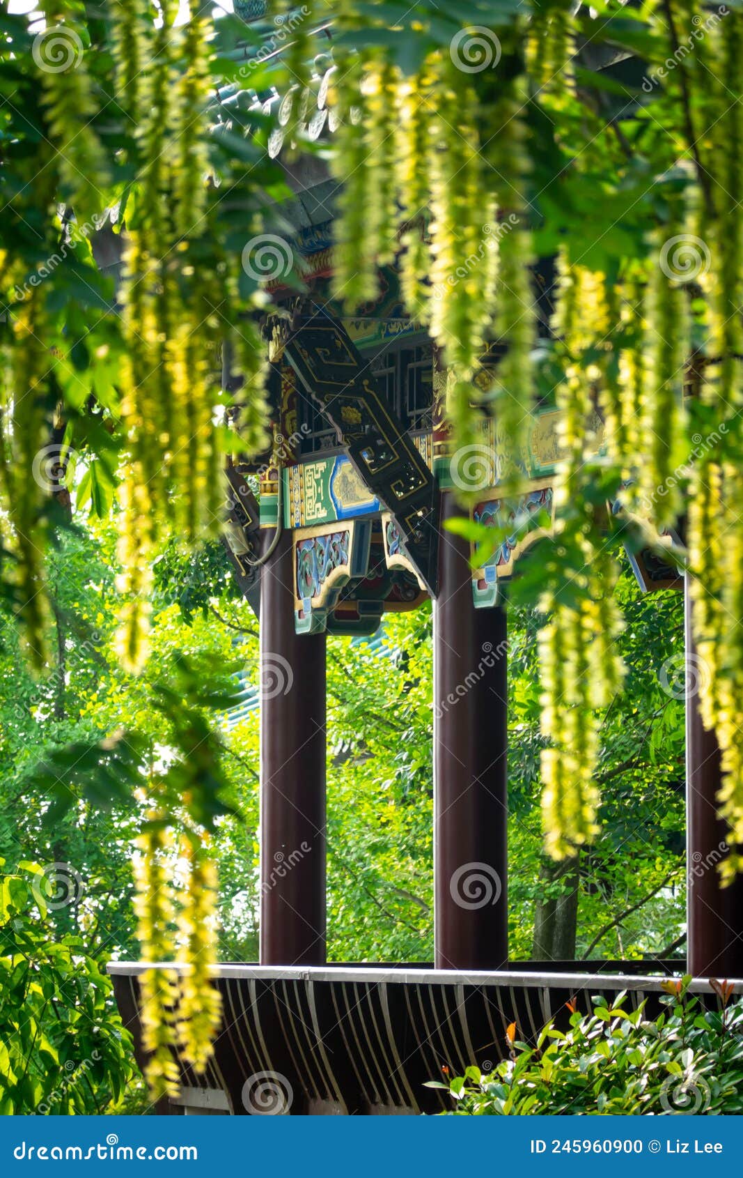 Chinese Ancient Architecture with Maple Poplar in Bloom in Spring Stock ...