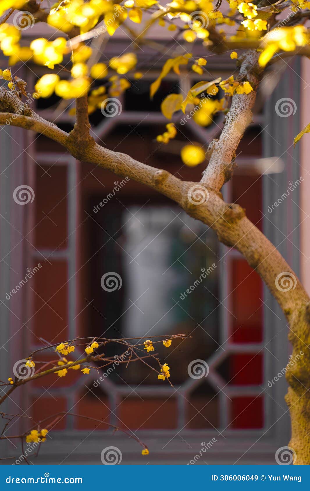 Chinese Ancient Architecture and Winter Plum Blossoms Stock Image ...