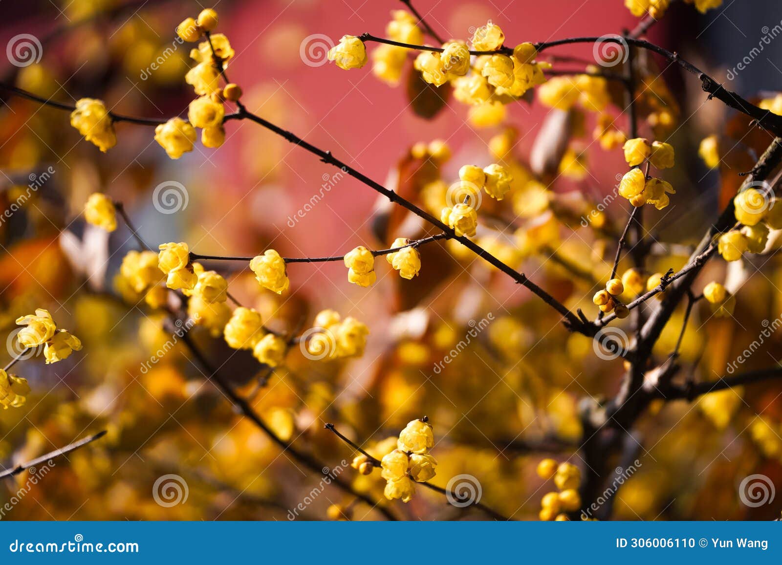 Chinese Ancient Architecture and Winter Plum Blossoms Stock Photo ...