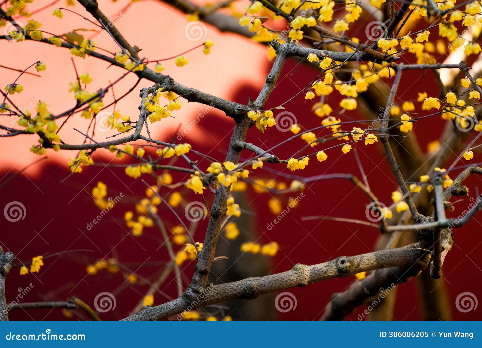 Chinese Ancient Architecture and Winter Plum Blossoms Stock Image ...