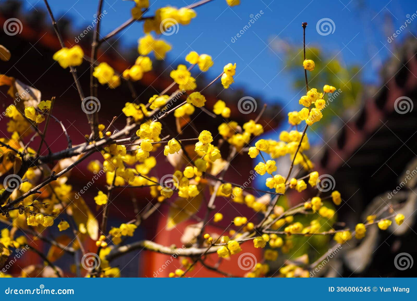 Chinese Ancient Architecture and Winter Plum Blossoms Stock Image ...