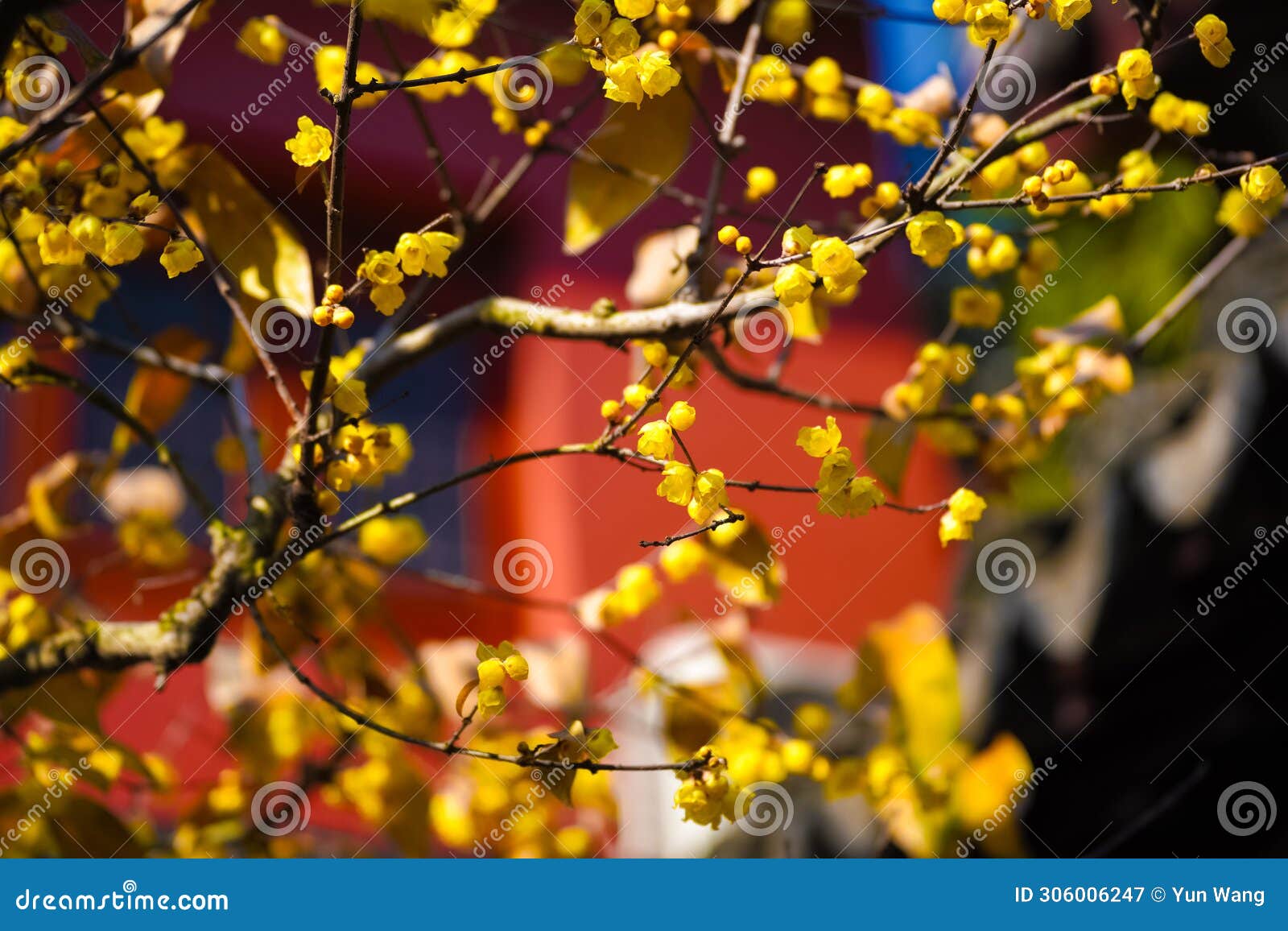 Chinese Ancient Architecture and Winter Plum Blossoms Stock Image ...