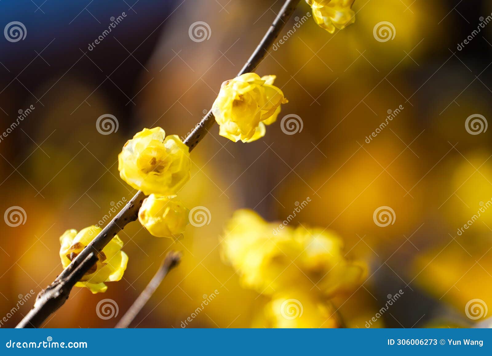 Chinese Ancient Architecture and Winter Plum Blossoms Stock Image ...