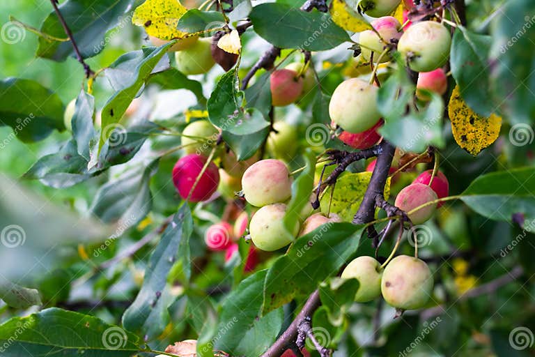 Chinese apples stock image. Image of drink, fruit, natural - 138604781