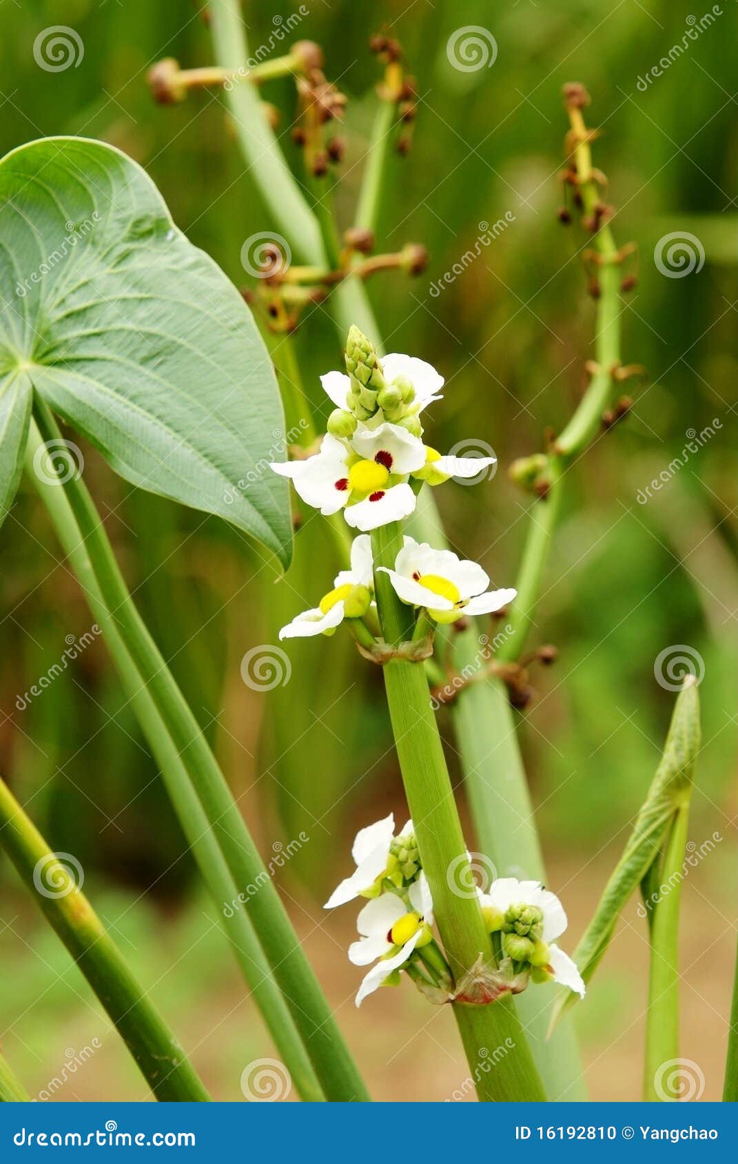 Chinese arrowhead stock photo. Image of fall, autumn - 16192810