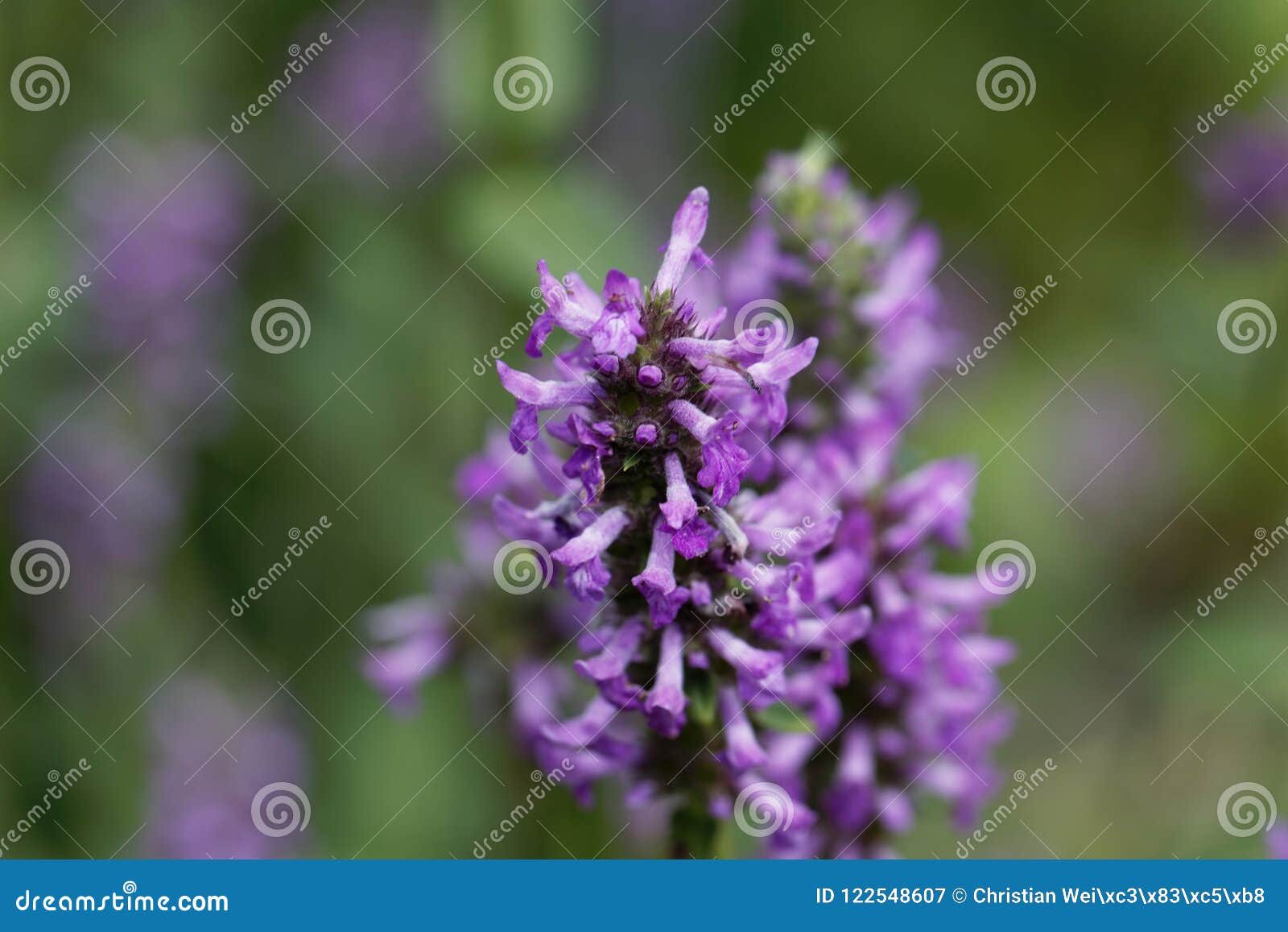 Chinese Artichoke Stachys Affinis Stock Image - Image of alternative ...