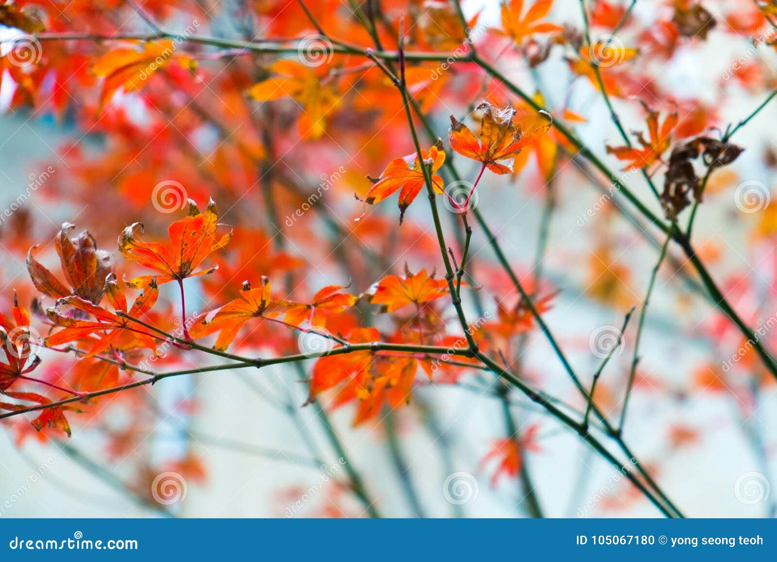 Chinese autumn season leaf stock photo. Image of autumn - 105067180