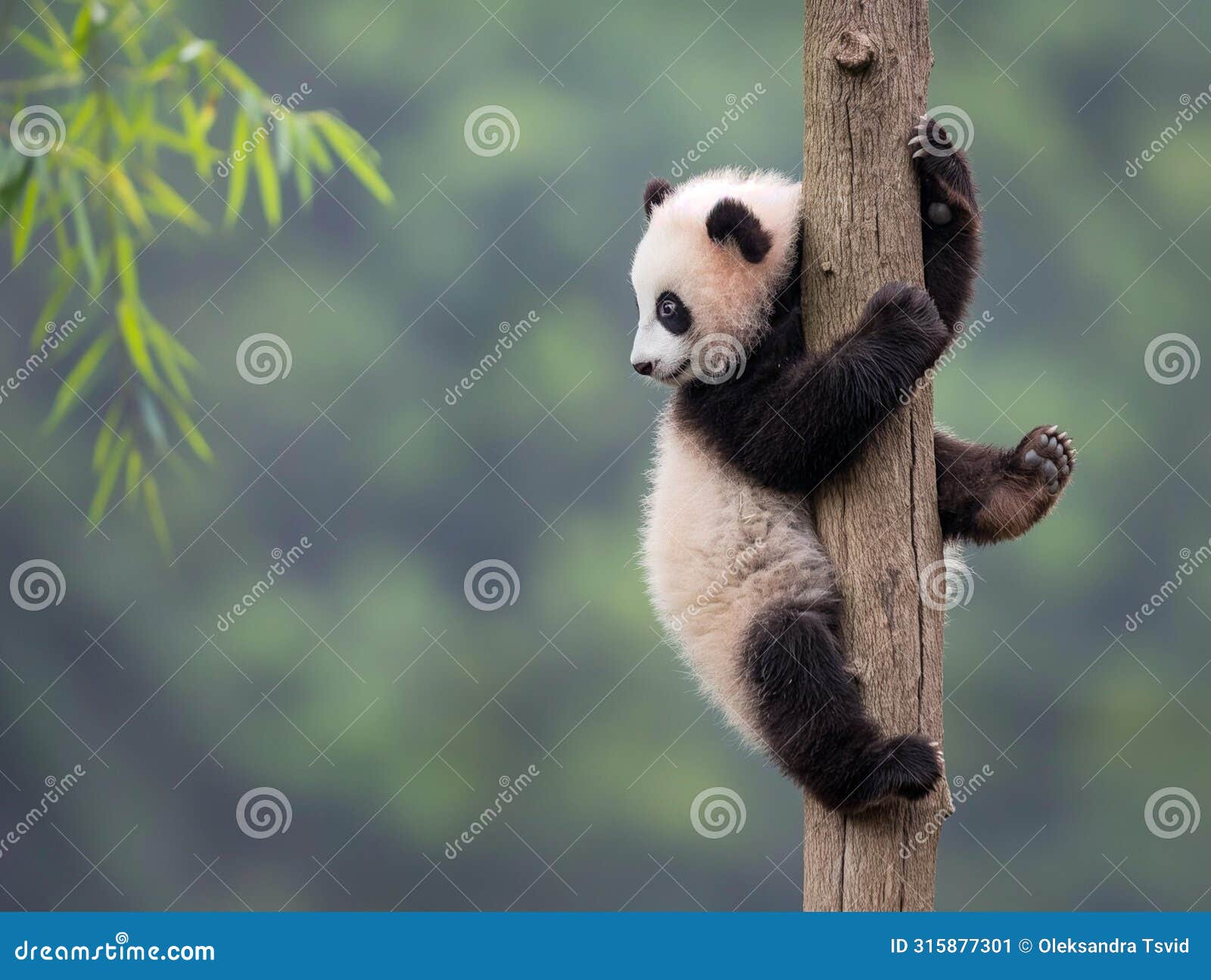Chinese Baby Panda Climbing in Tree, Panda Baby Animal Stock Image ...