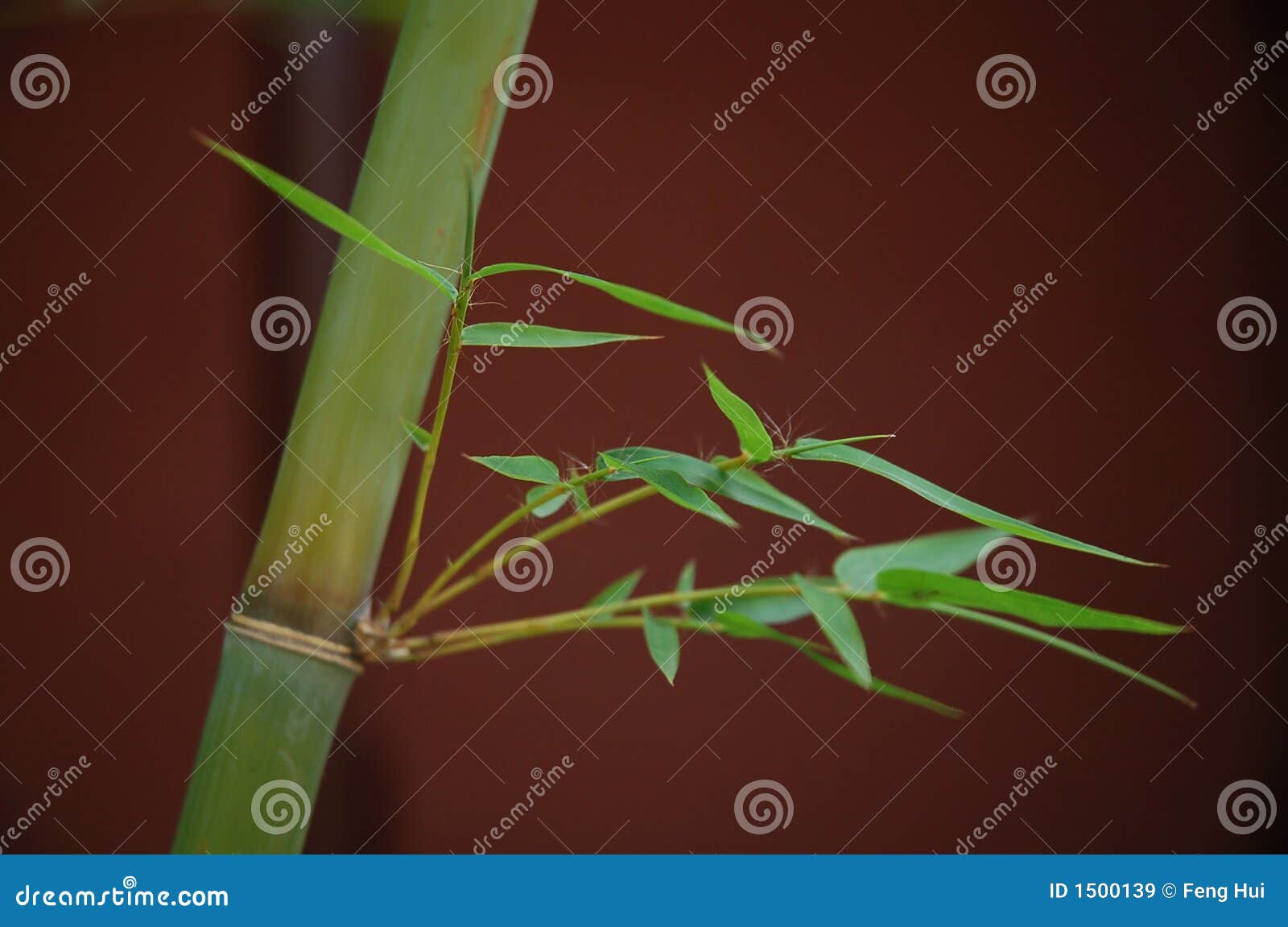 Chinese bamboo stock image. Image of life, landscape, active - 1500139