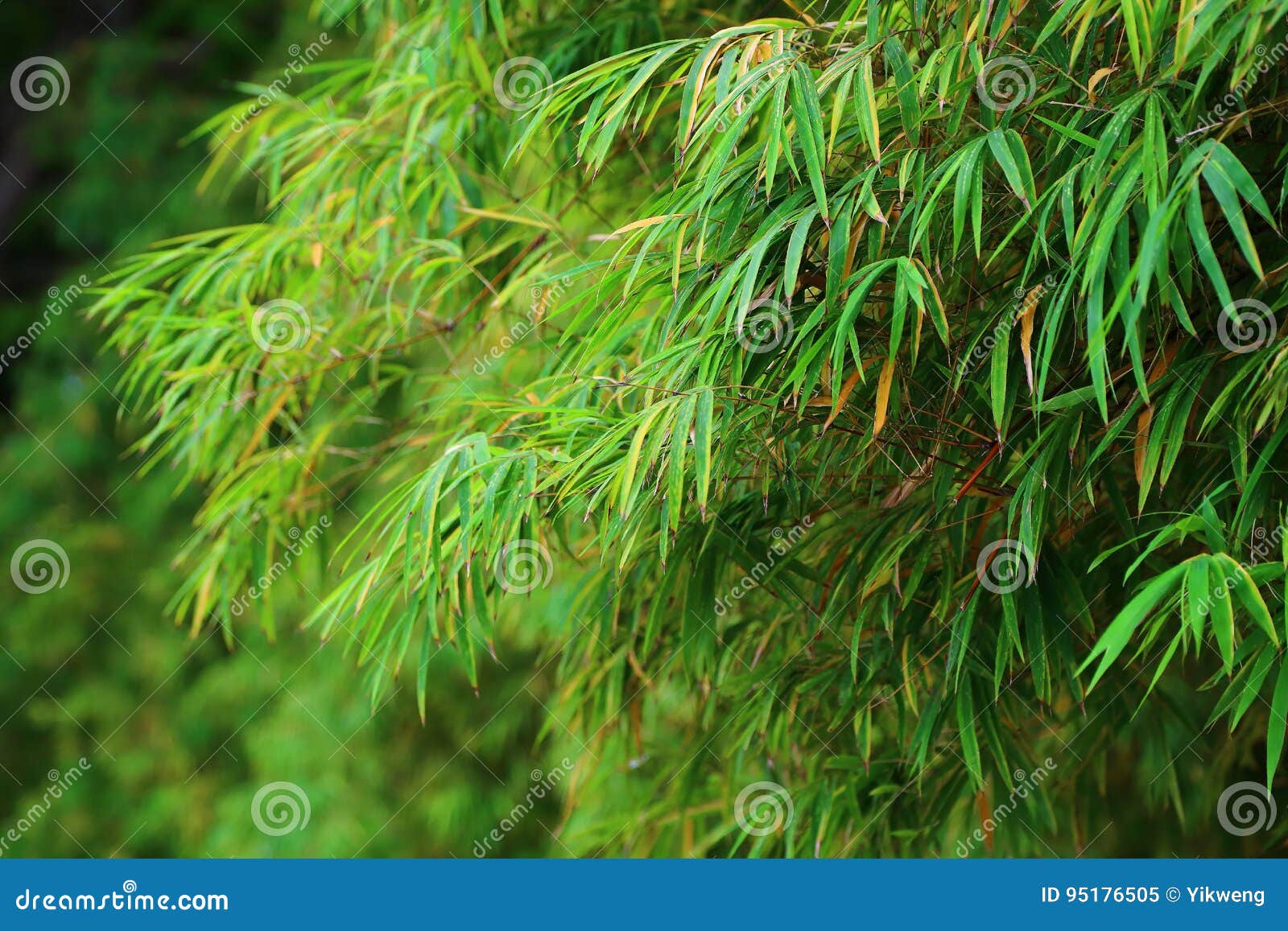 Chinese Bamboo Leaf stock image. Image of bamboo, japan - 95176505