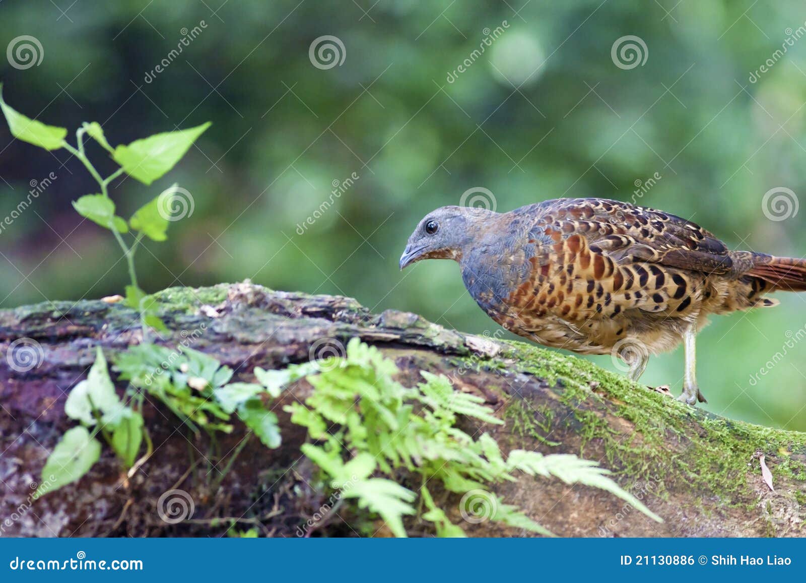 Chinese Bamboo Partridge stock photo. Image of game, hunt - 21130886