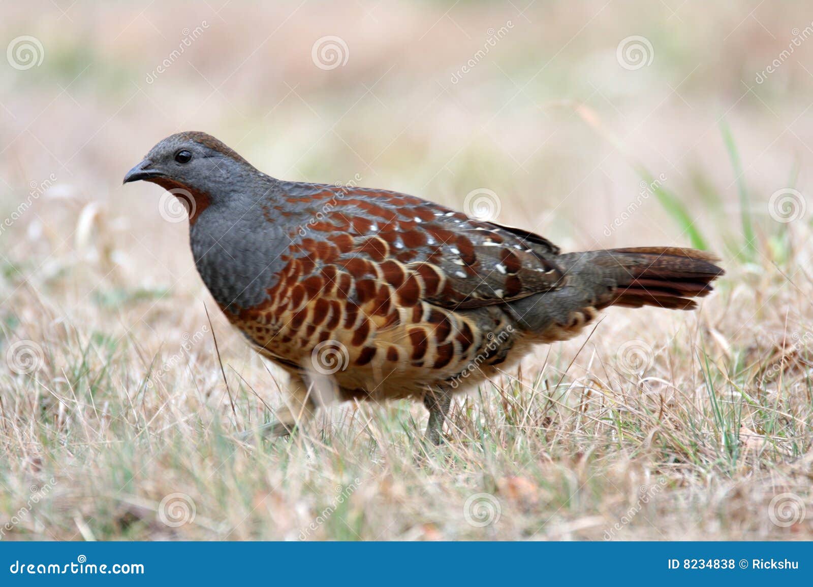 Chinese Bamboo Partridge stock photo. Image of farm, cute - 8234838