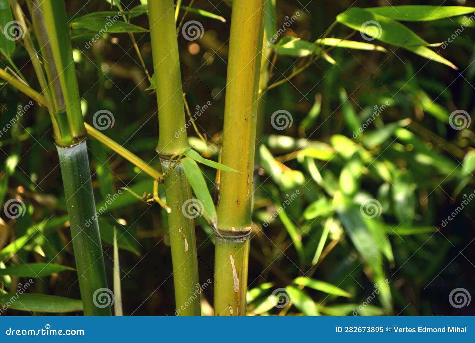 Chinese Bamboo Trees Nature Stock Image - Image of background, element ...