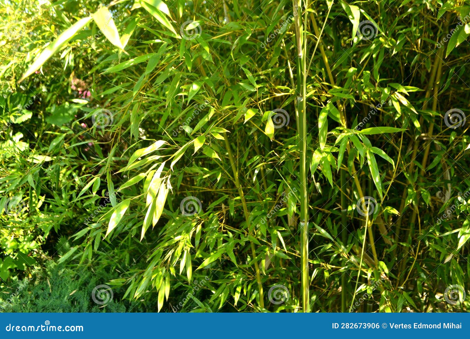 Chinese Bamboo Trees Nature Stock Photo - Image of organic, chinese ...