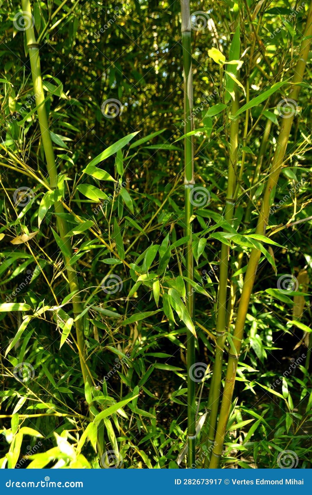 Chinese Bamboo Trees Nature Stock Image - Image of botanical, beauty ...