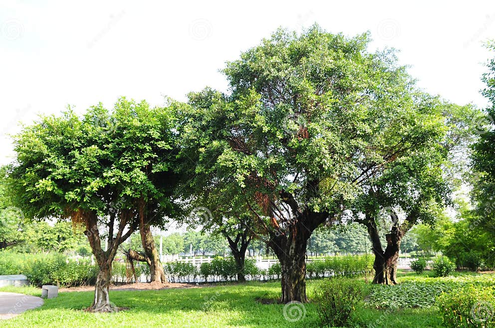 The Chinese Banyan Tree Grove Stock Image - Image of landscape ...