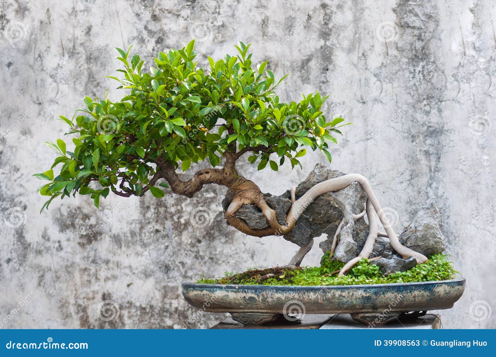 Chinese banyan stock image. Image of plant, fragility - 39908563