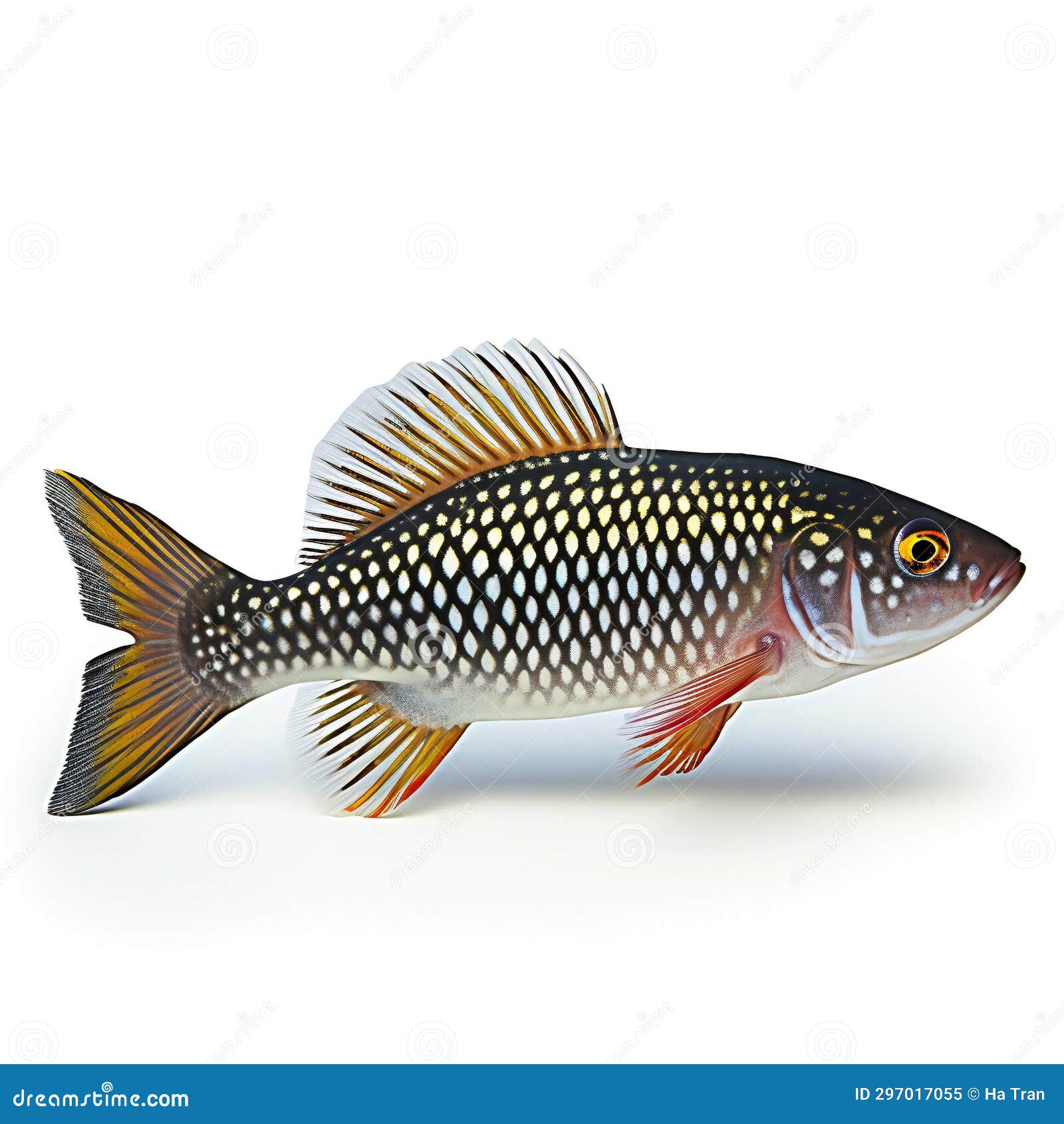 Barb Fish Vector Illustration Transparent Background Royalty-Free ...