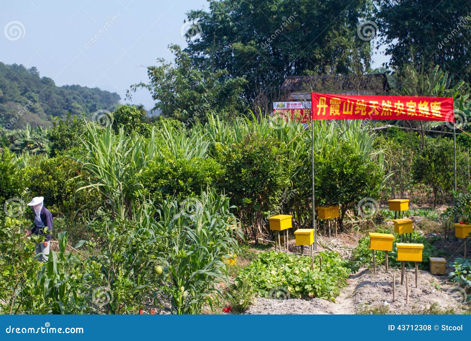 Chinese Bee Keeper editorial stock photo. Image of extract - 43712308