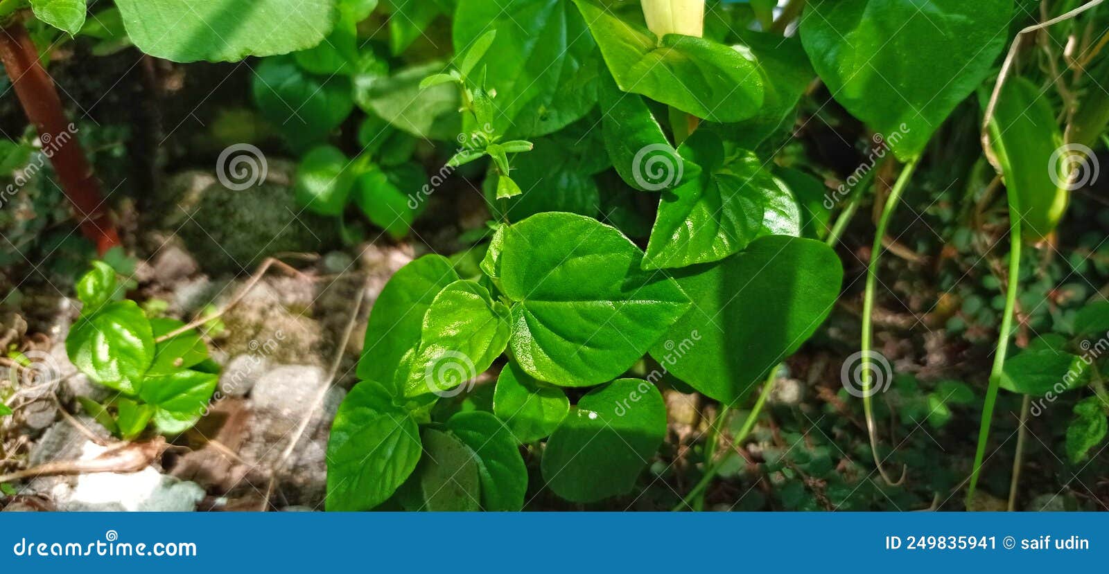 Yard Betel Leaf With Vine Roots. Stock Photo | CartoonDealer.com #213366084