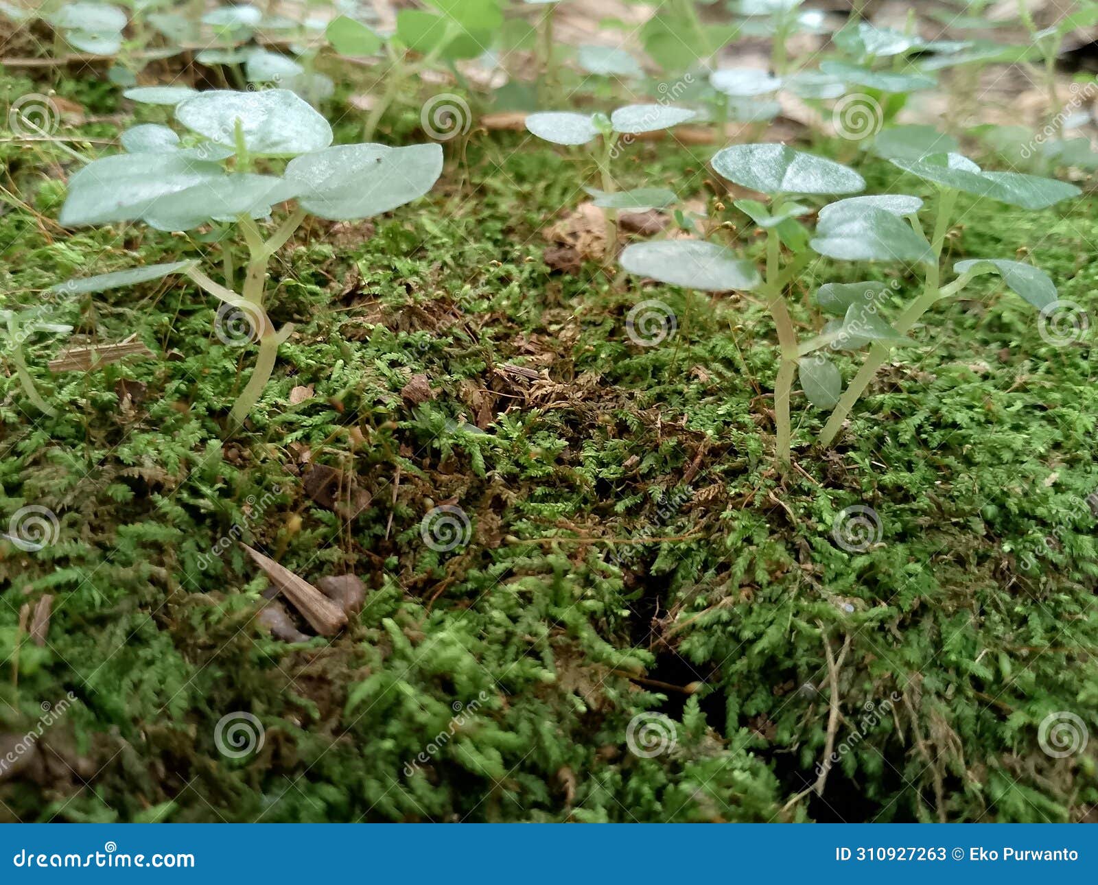 Chinese Betel Trees Growing among Green Moss Stock Image - Image of ...