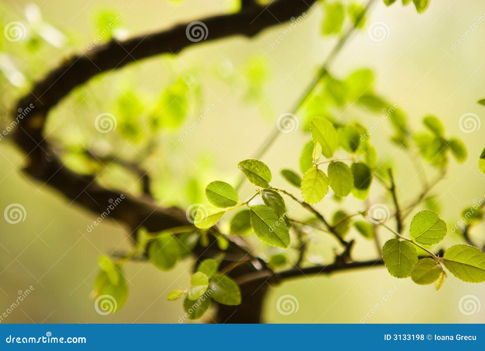 Chinese bird plum stock photo. Image of foliage, growth - 3133198