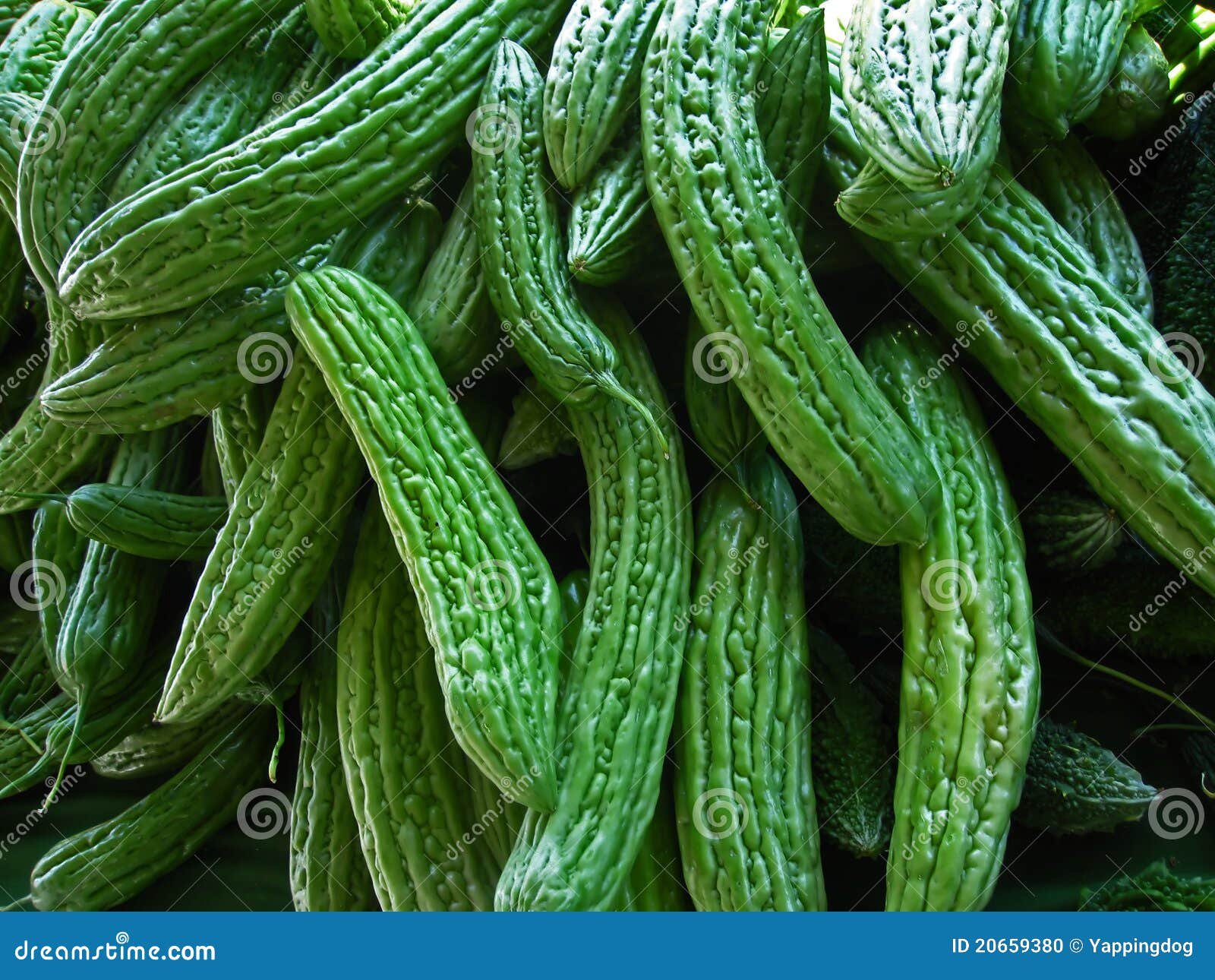 Chinese Bitter Melon I stock photo. Image of fries, hops - 20659380