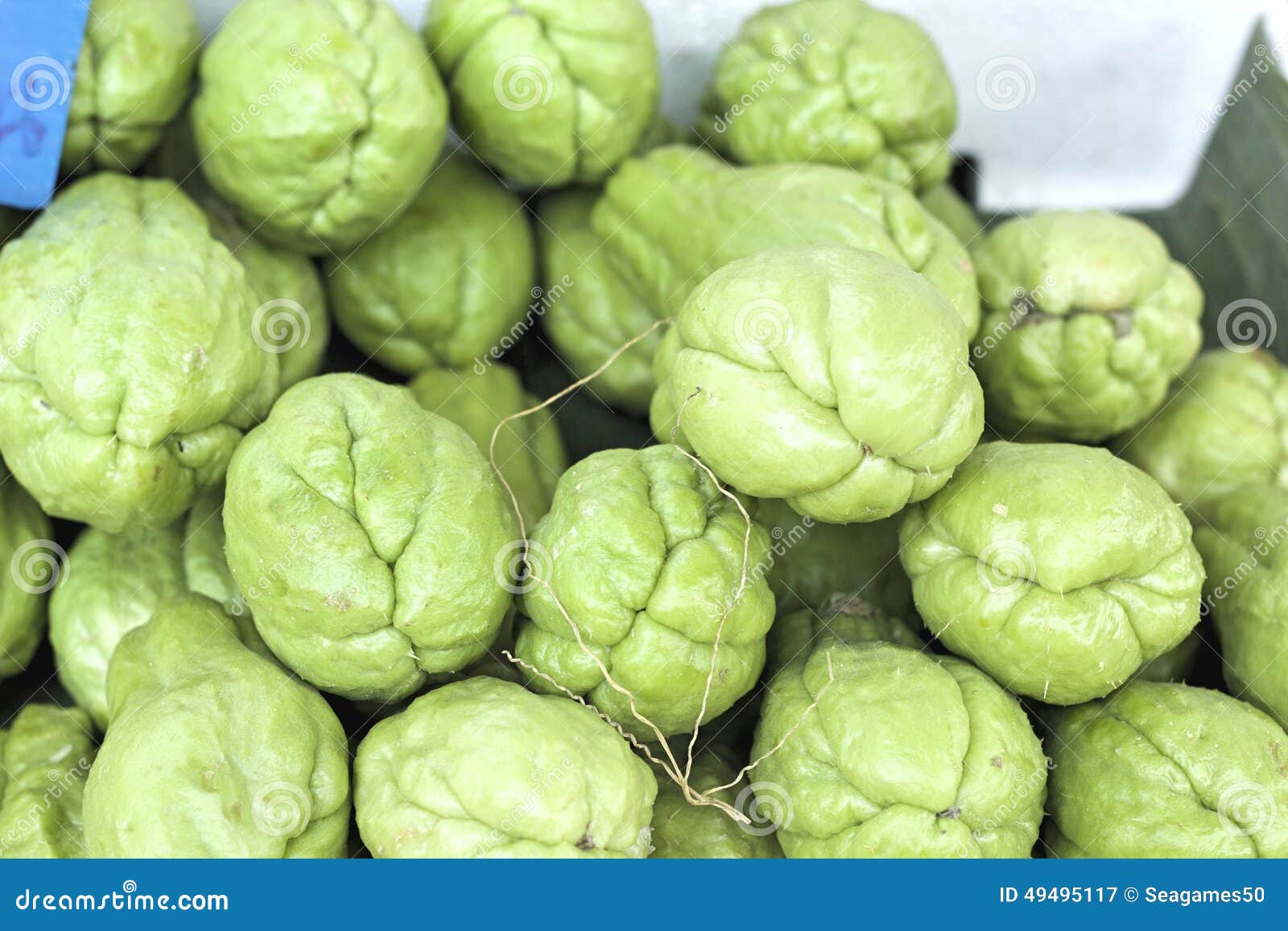 Chinese bitter melon stock image. Image of green, nutritious - 49495117