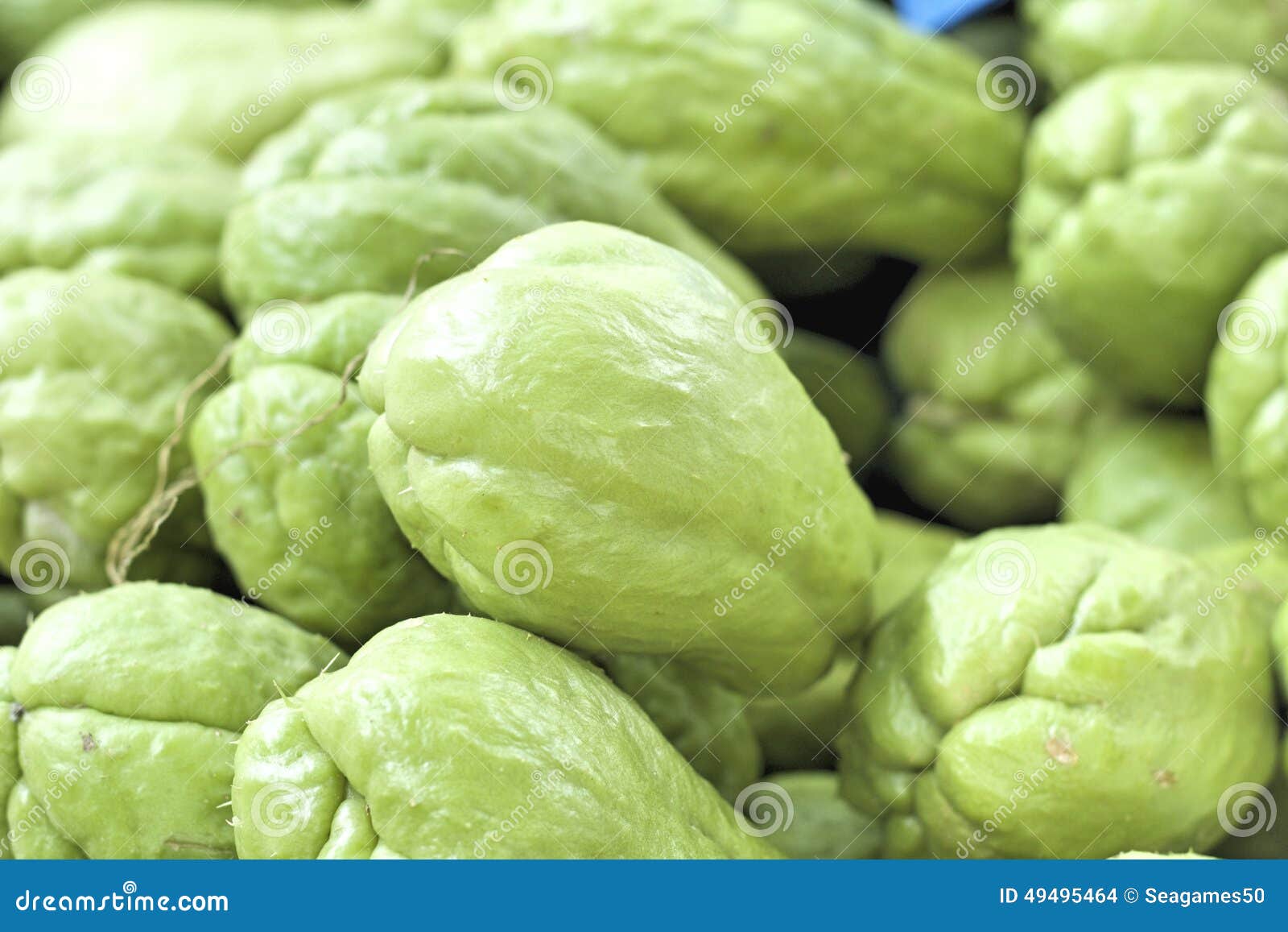 Chinese Bitter Gourd Royalty-Free Stock Image | CartoonDealer.com #42285226