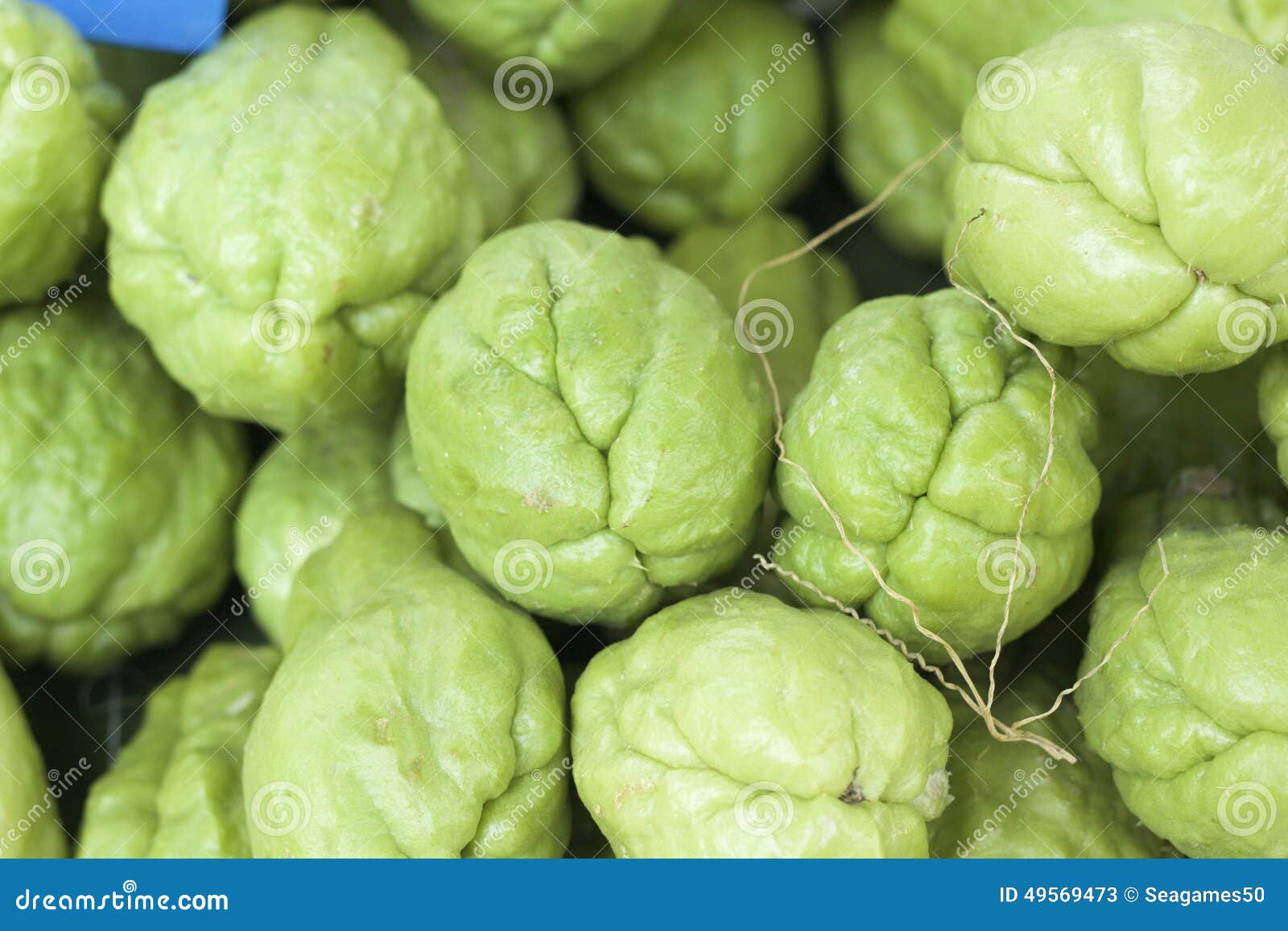 Chinese bitter melon stock image. Image of diet, healthy - 49569473