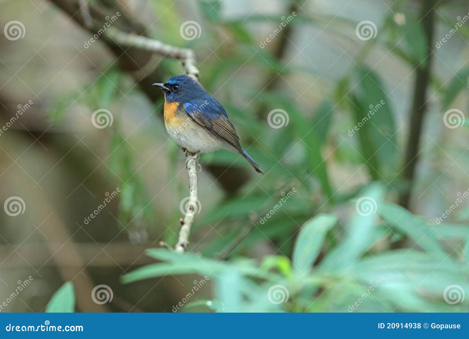 Chinese Blue Flycatcher stock photo. Image of beak, colorful - 20914938