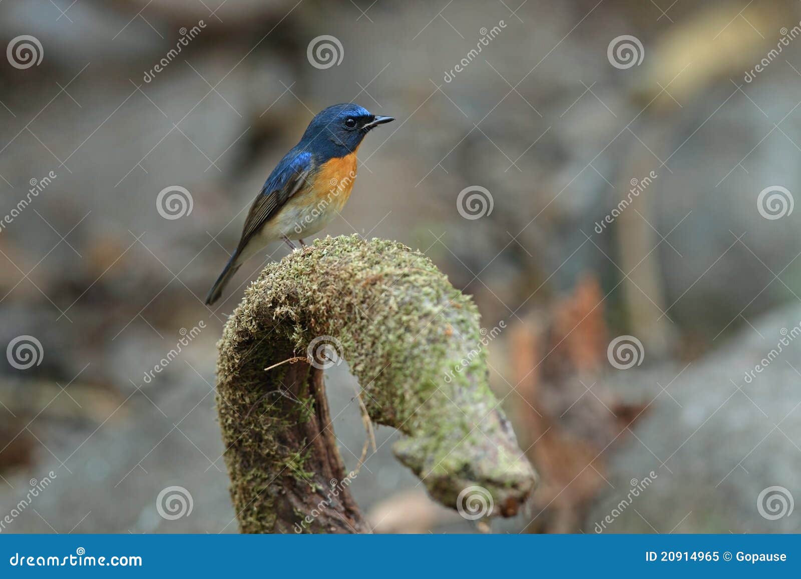 Chinese Blue Flycatcher stock image. Image of outdoor - 20914965