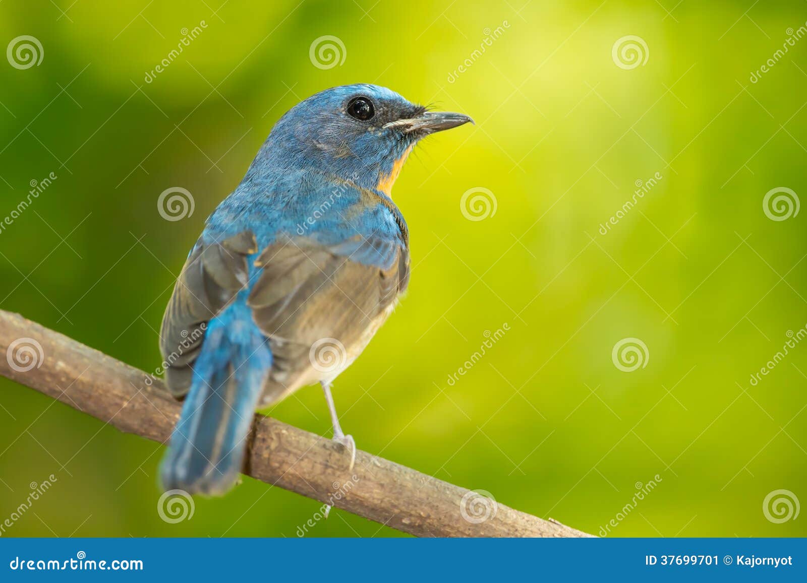 Chinese Blue Flycatcher stock image. Image of glaucicomans - 37699701