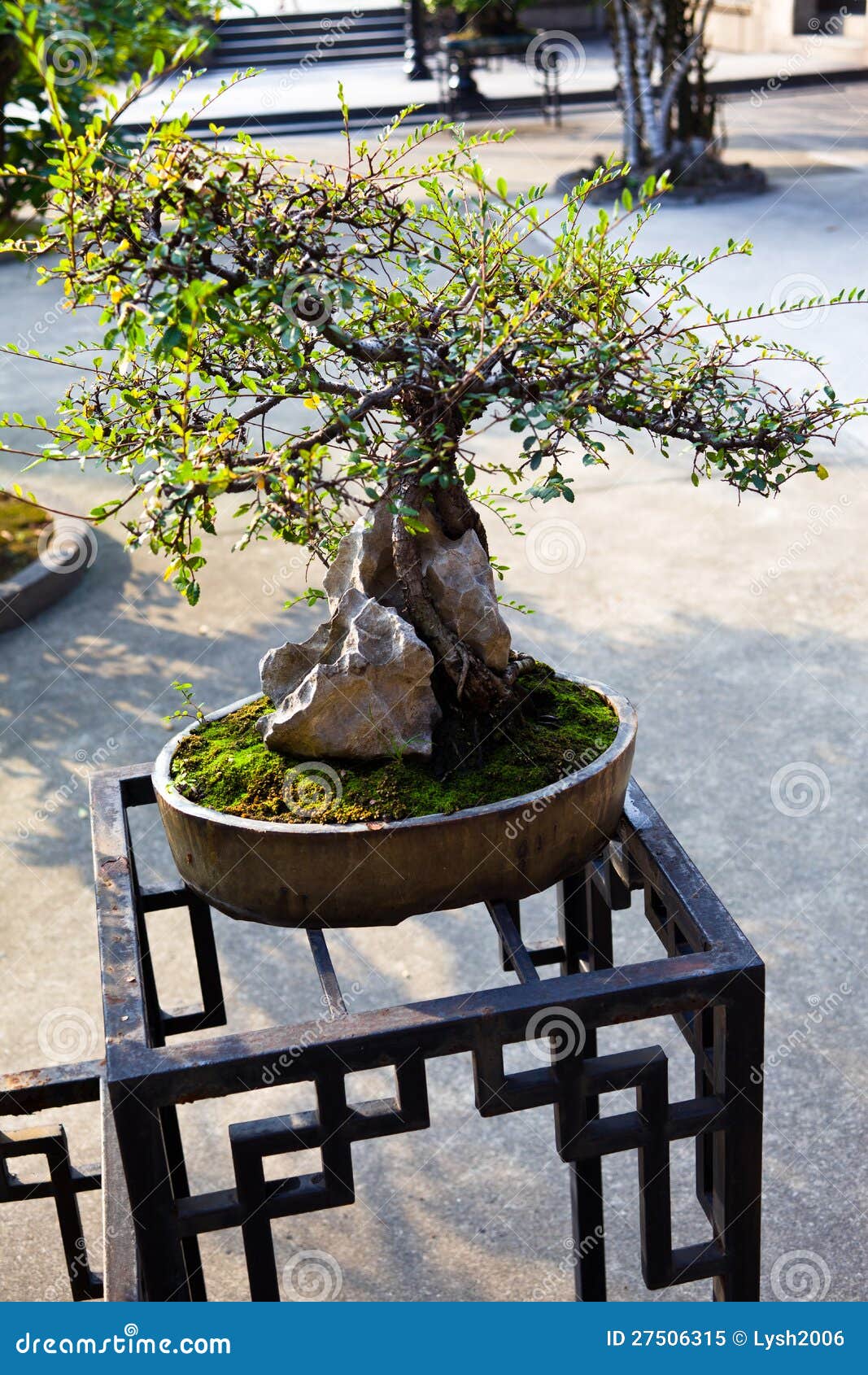 Chinese bonsai stock image. Image of culture, stone, branch - 27506315