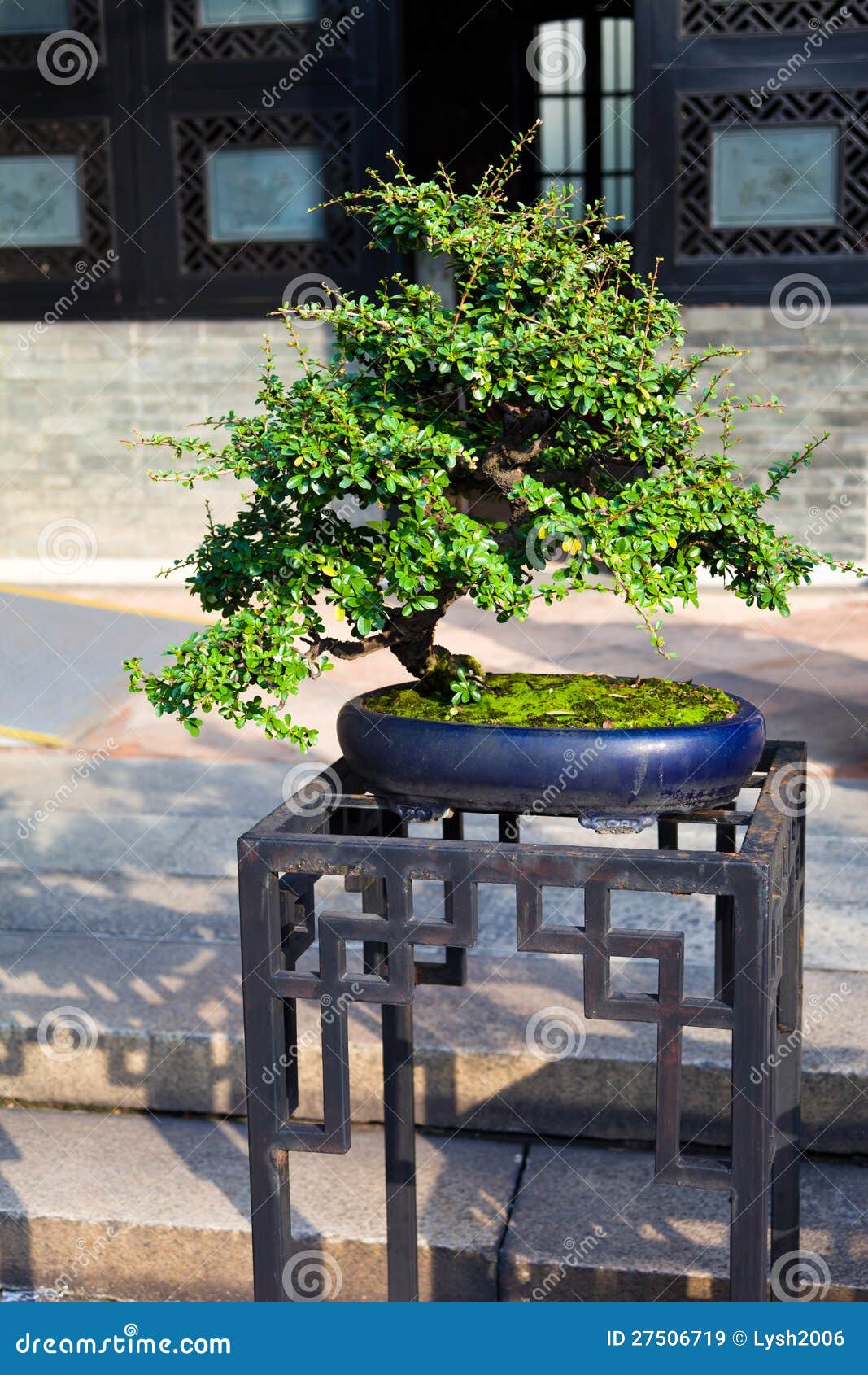 Chinese bonsai stock image. Image of bonsai, pottedplant - 27506719