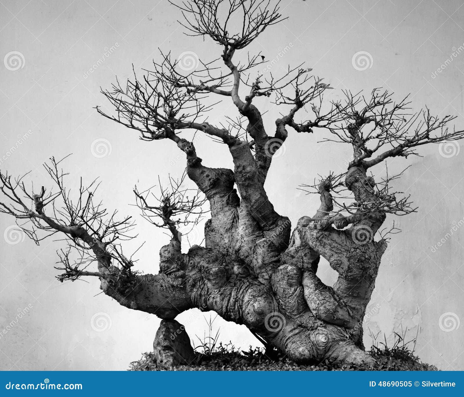 Chinese Bonsai Art,Abstract Tree Roots Stock Image - Image of natural ...