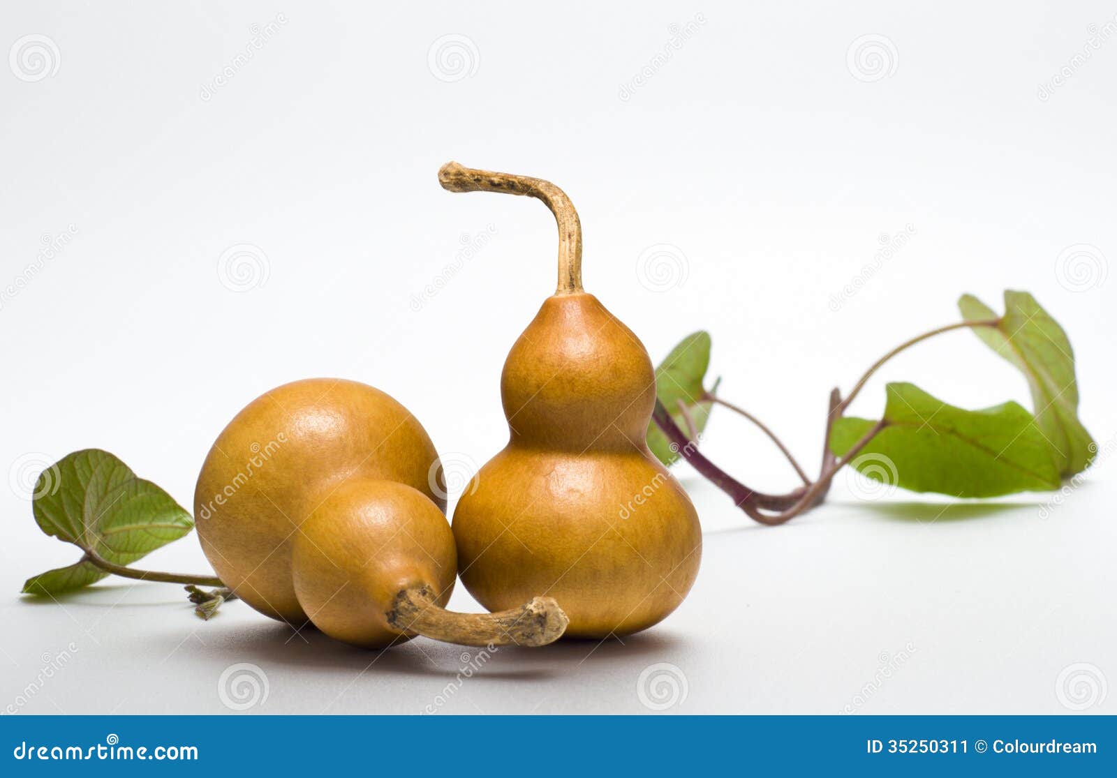 Chinese bottle gourds stock image. Image of fruit, mature - 35250311