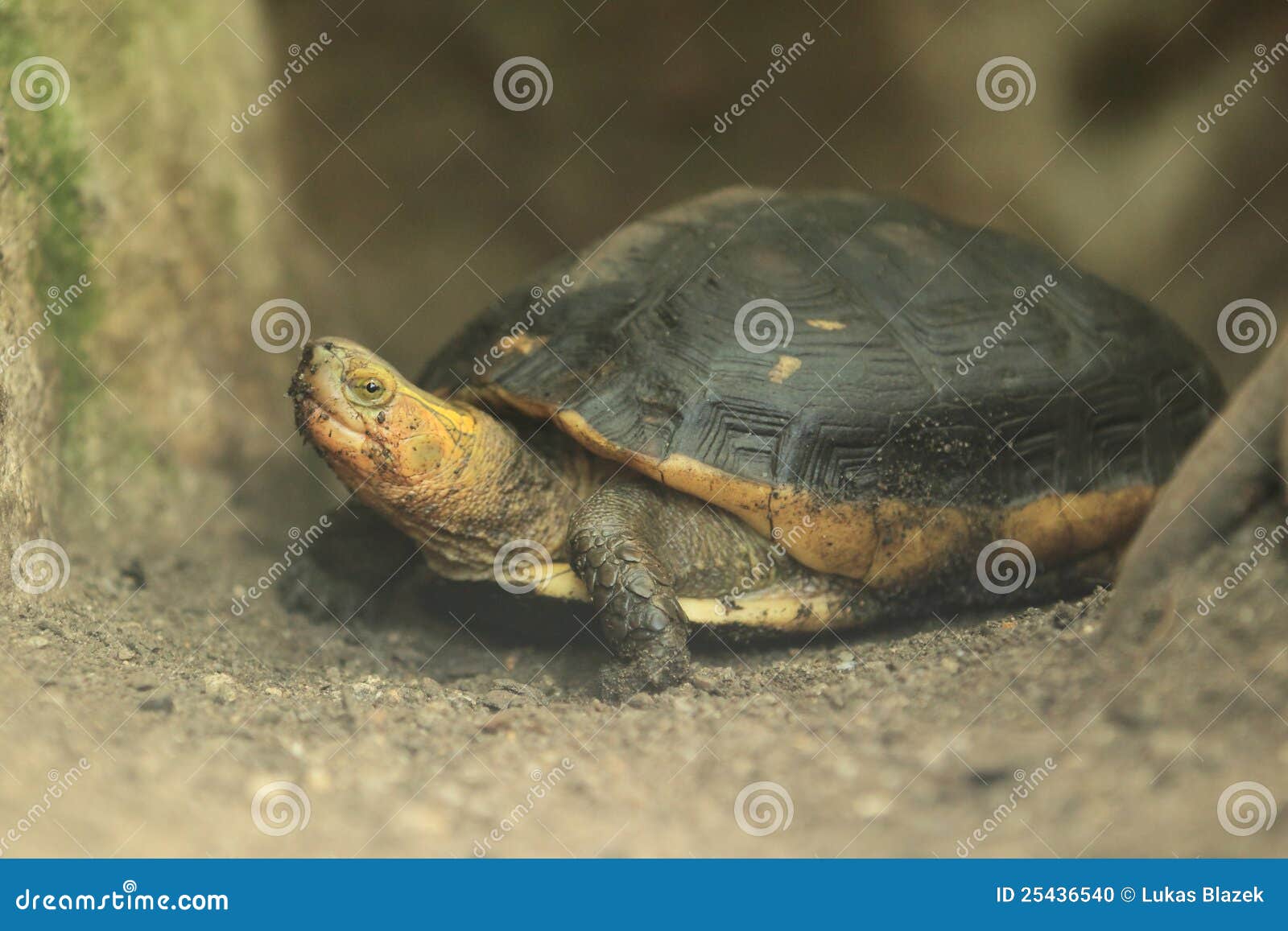 Chinese box turtle stock photo. Image of flavomarginata - 25436540