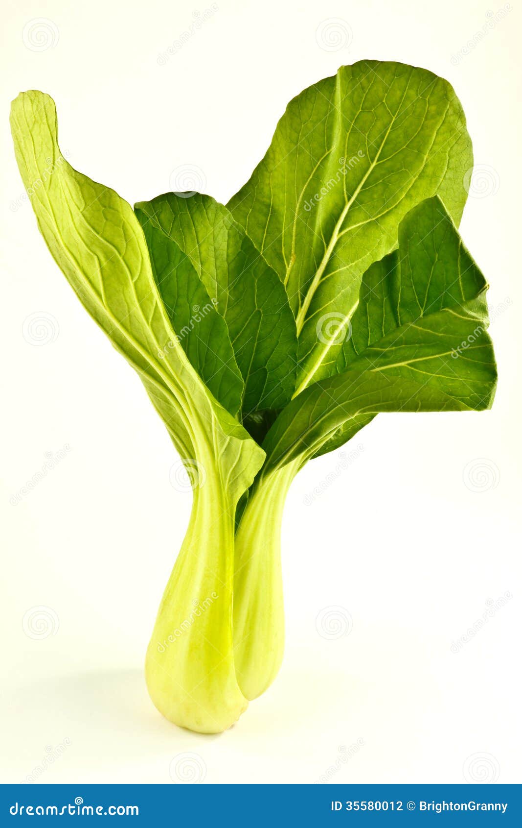 Chinese boy choy cabbage stock photo. Image of nutritious - 35580012