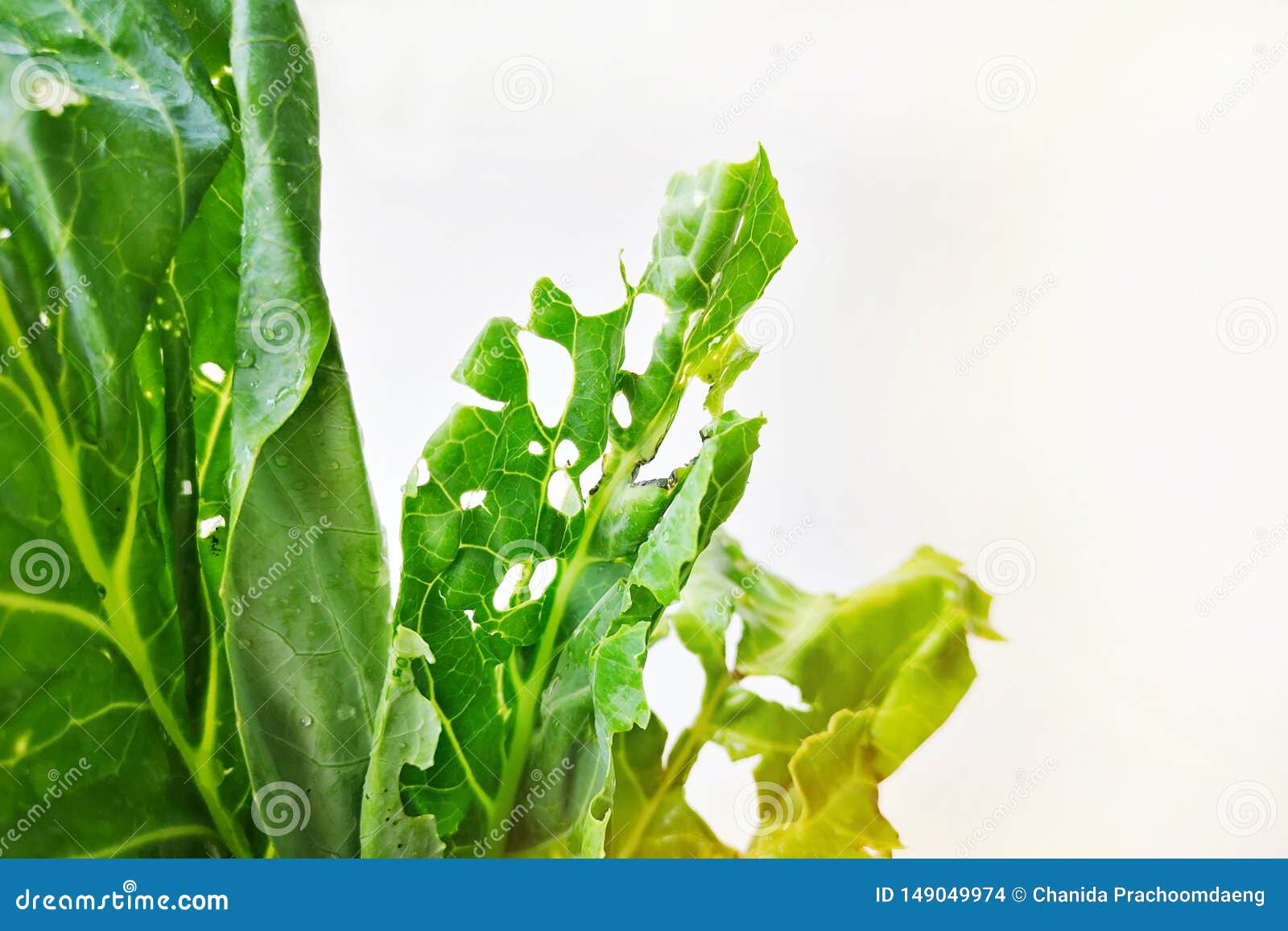 Chinese Broccoli Organic is Common with Nibble Insects and Empty Space ...