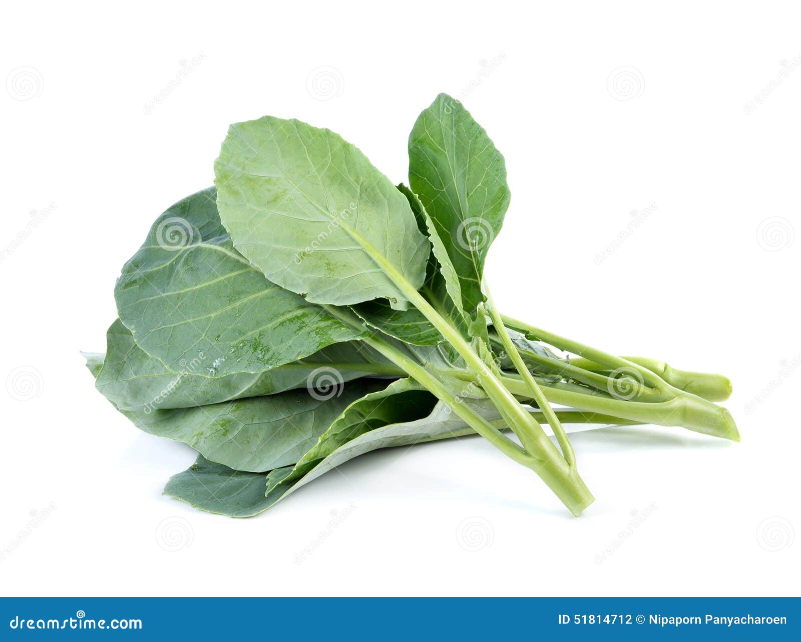 Chinese broccoli stock photo. Image of kale, leaf, isolated - 51814712