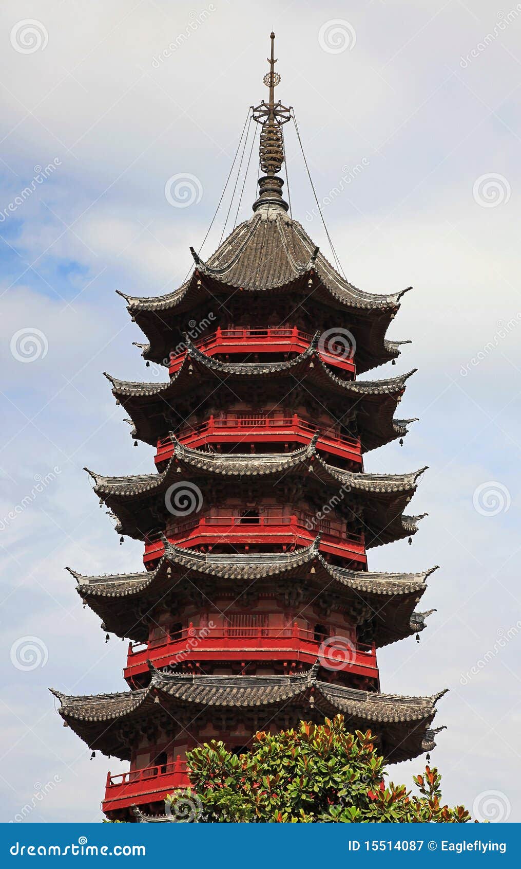 Chinese Buddhist Pine Podocarpus Macrophyllus In Bonsai Formats On ...