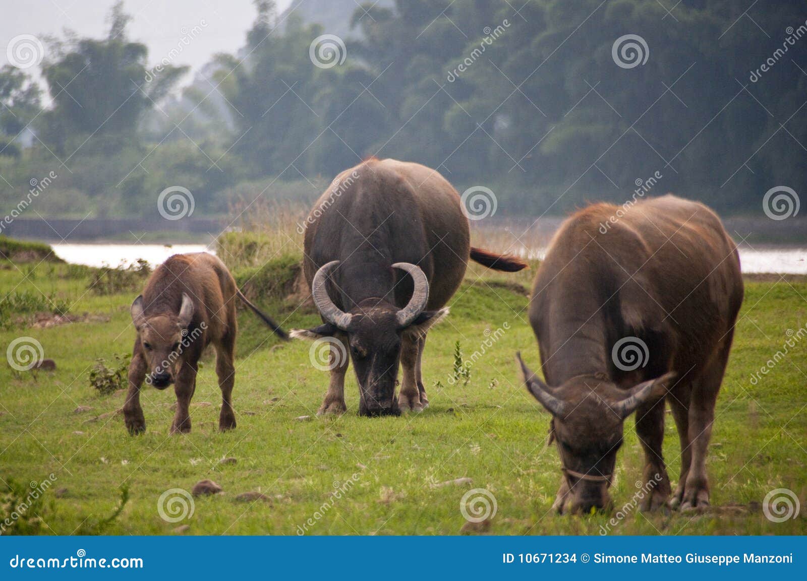 Chinese Buffalo stock photo. Image of bovine, roads, bull - 10671234