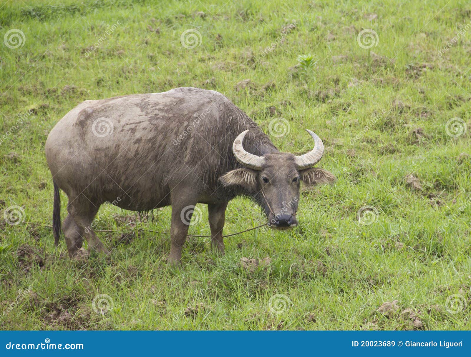 Chinese buffalo stock image. Image of grass, china, chinese - 20023689