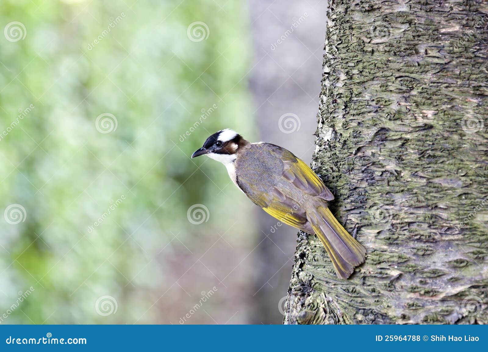 Chinese Bulbul stock photo. Image of sitting, looking - 25964788