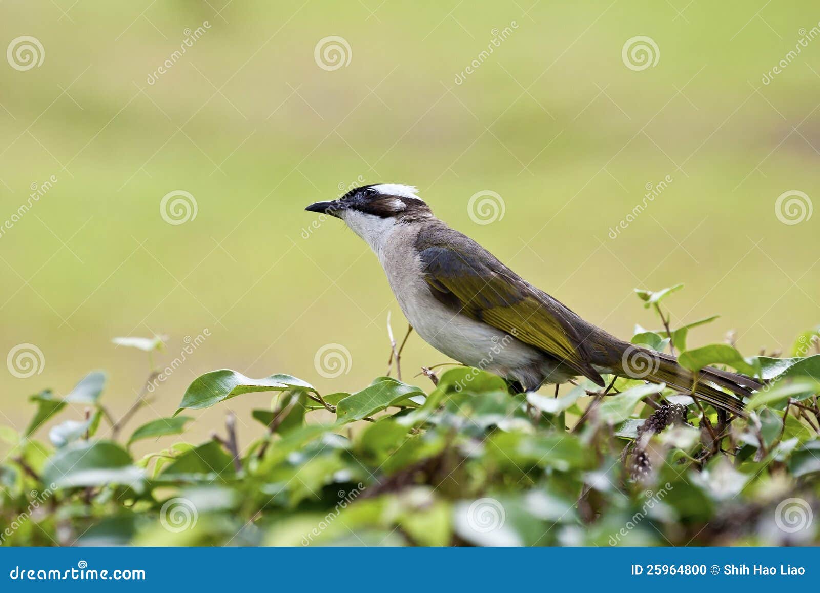 Chinese Bulbul stock photo. Image of cute, outdoor, painting - 25964800