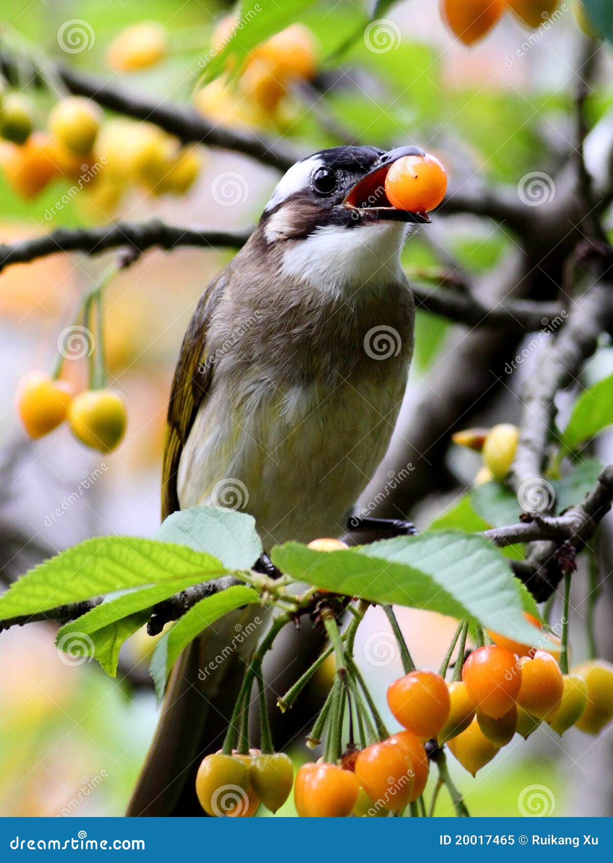 Chinese Bulbul[Pycnonotus Sinensis] Stock Image - Image of blue, bulbul ...